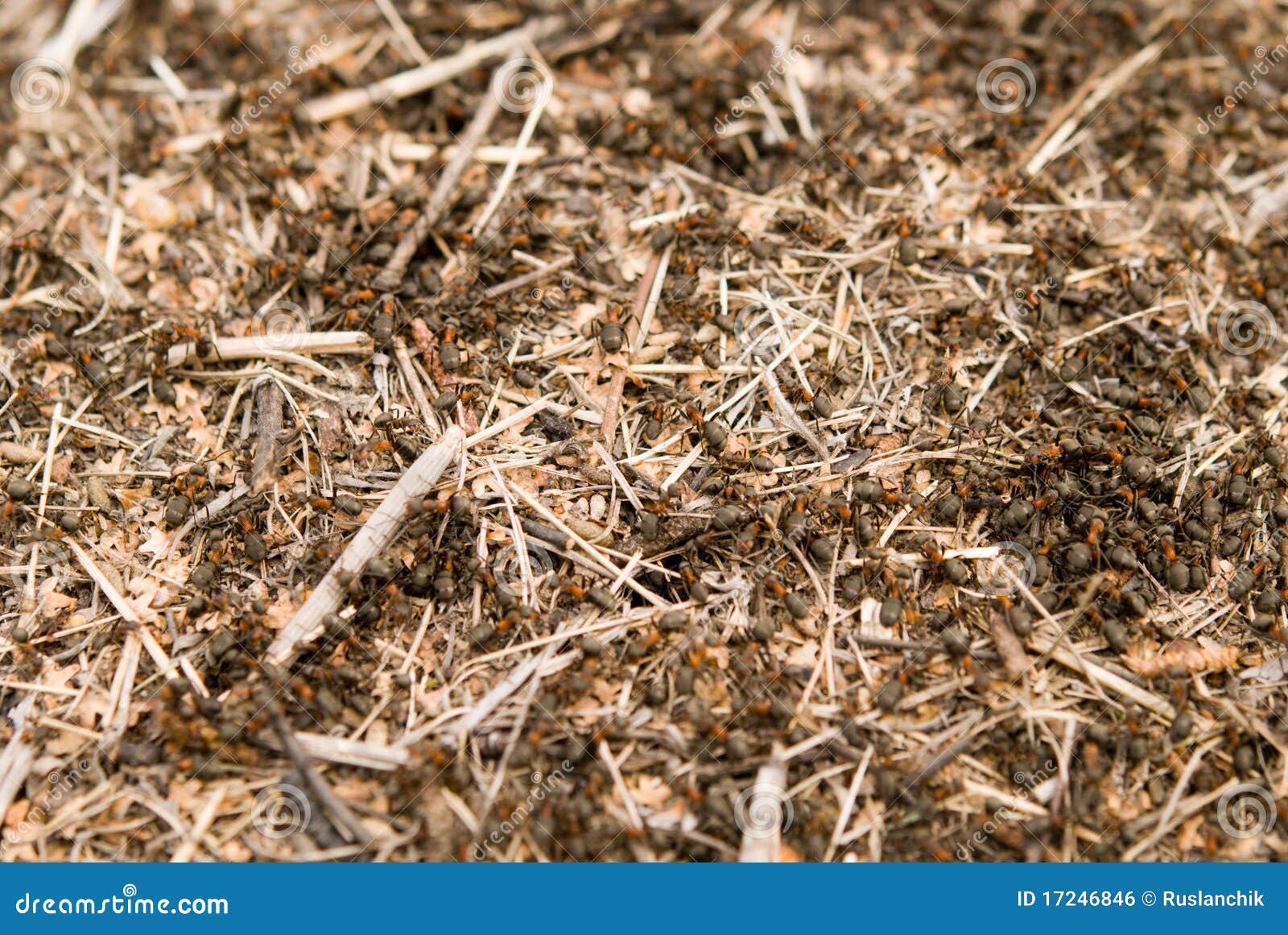 Anthill stock photo. Image of family, animal, group, anthill - 17246846