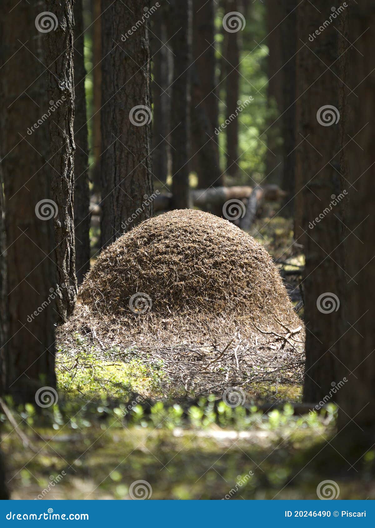 Anthill stock photo. Image of nature, background, ants - 20246490