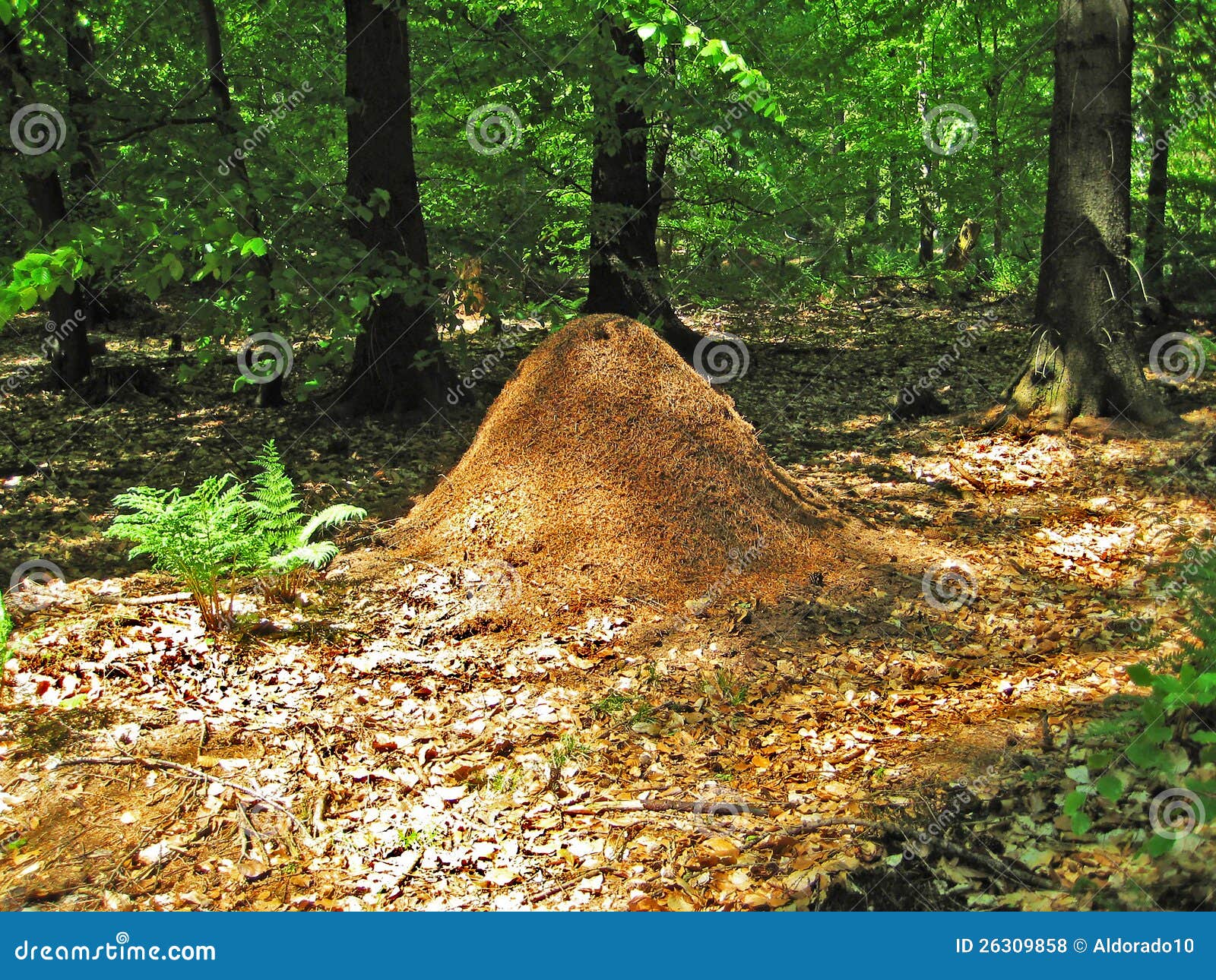 Anthill stock photo. Image of colony, antrey, work, nest - 26309858