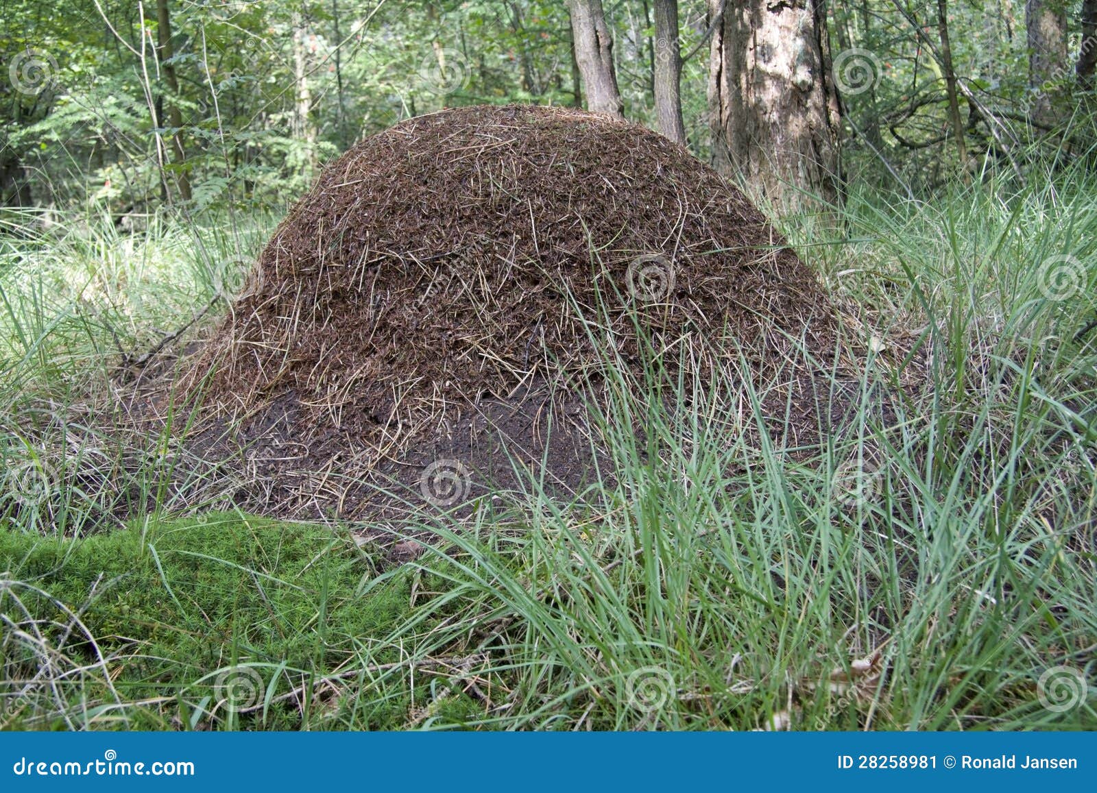 Anthill stock image. Image of hymenoptera, community - 28258981