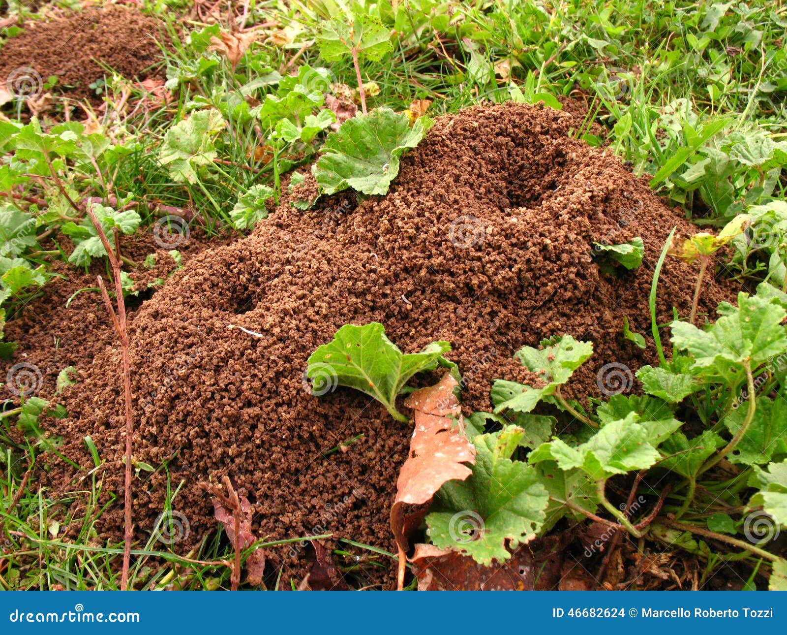 Anthill foto de archivo. Imagen de tierra, verde, comportamiento - 46682624