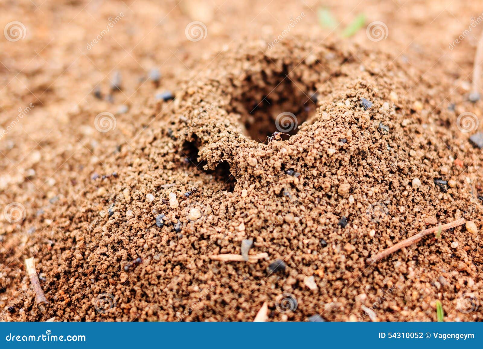 Anthill foto de archivo. Imagen de clima, pista, suciedad - 54310052