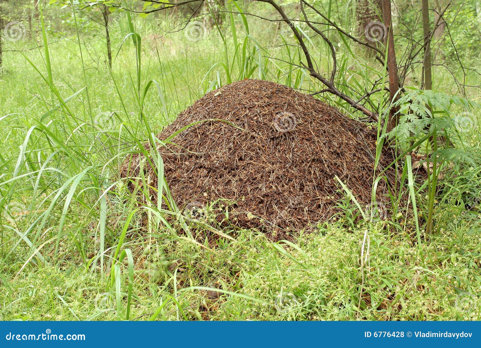 Anthill stock photo. Image of house, brown, formation - 6776428