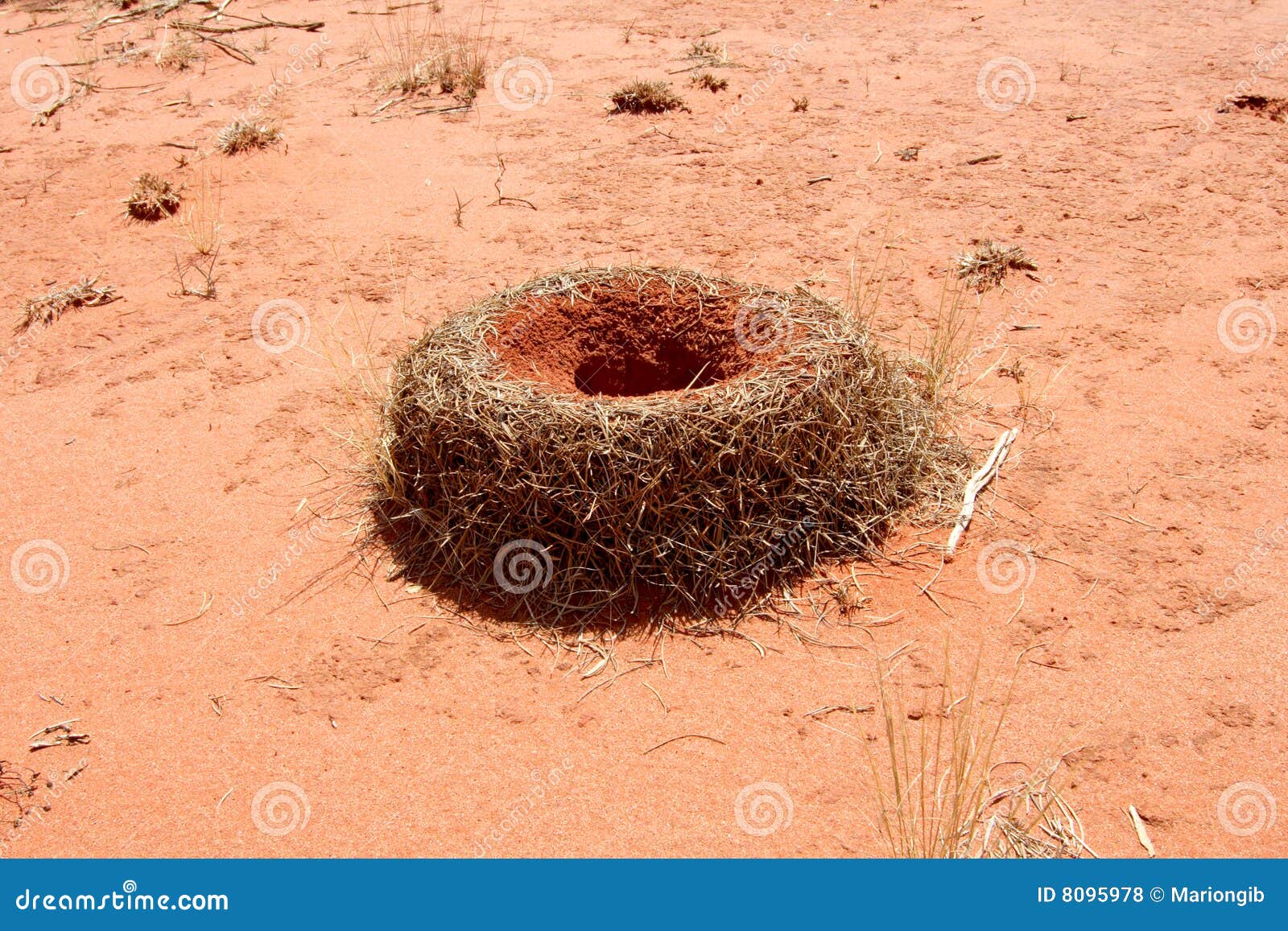 Anthill stock photo. Image of australia, stick, twig, desert - 8095978