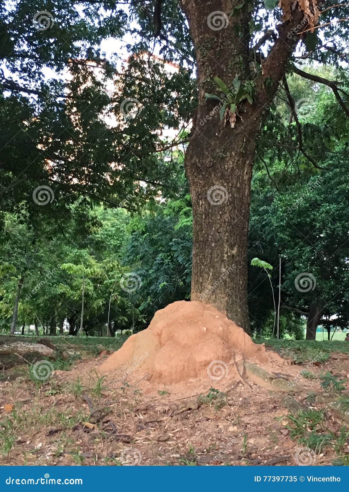 Anthill Ant Colony stock image. Image of colony, anthill - 77397735