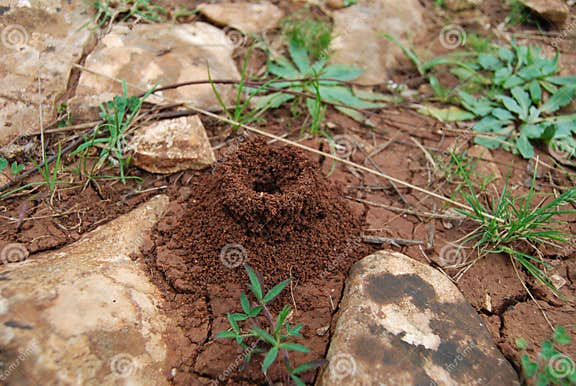 Anthill, ant house stock image. Image of anthill, colony - 4665853