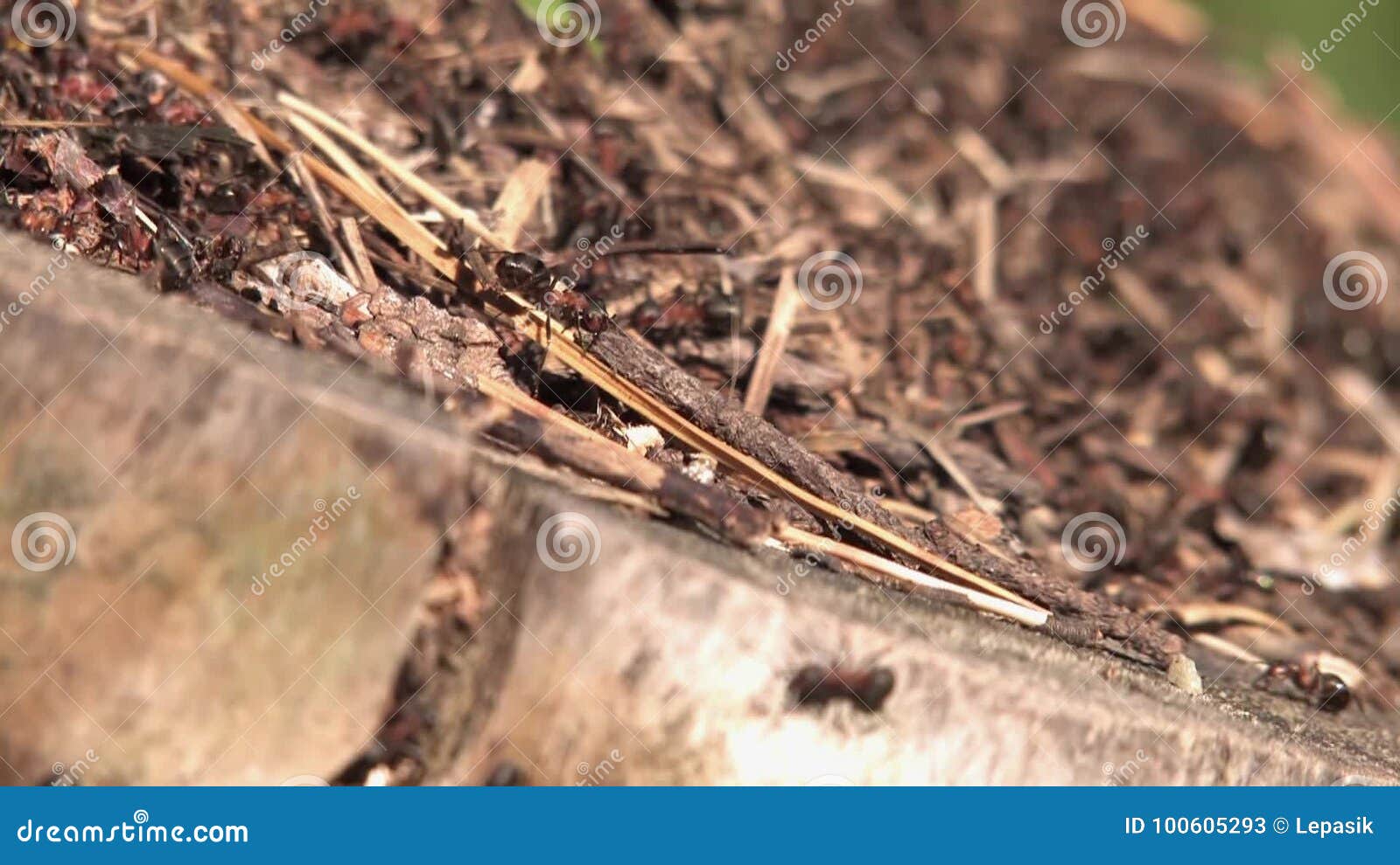 Anthill and Ants, Ant Carrying a Stick 2 Stock Video - Video of ...