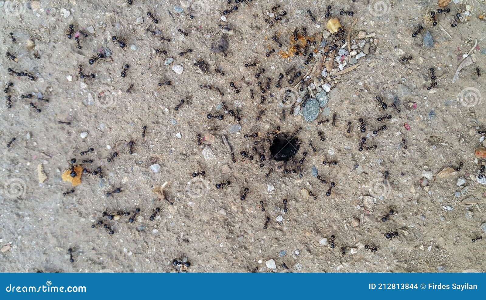 Anthill ants antbed stock photo. Image of wildlife, forest - 212813844