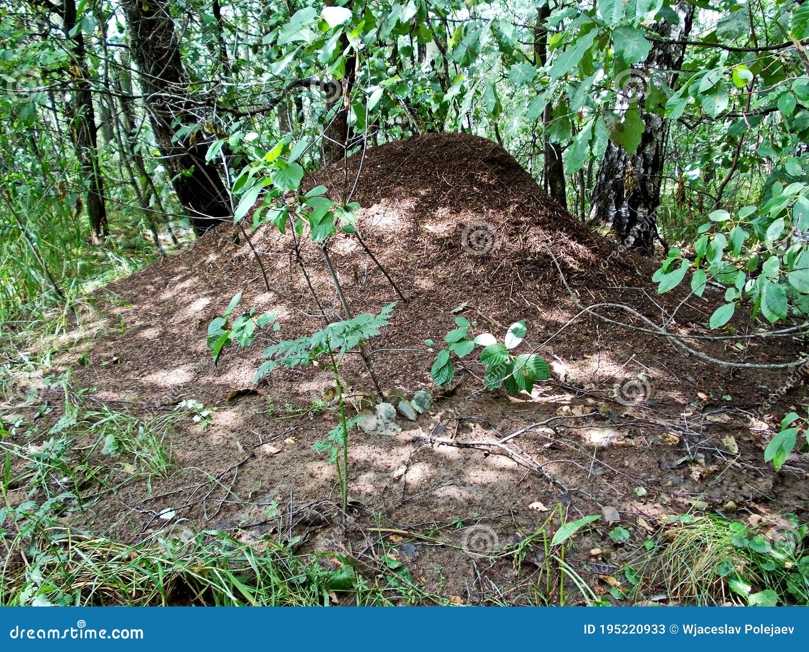 Anthill stock image. Image of plant, group, pine, green - 195220933