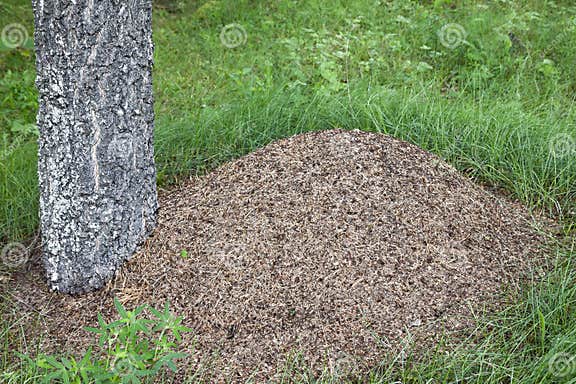 Anthill stock photo. Image of heap, tree, ants, outdoors - 31469710