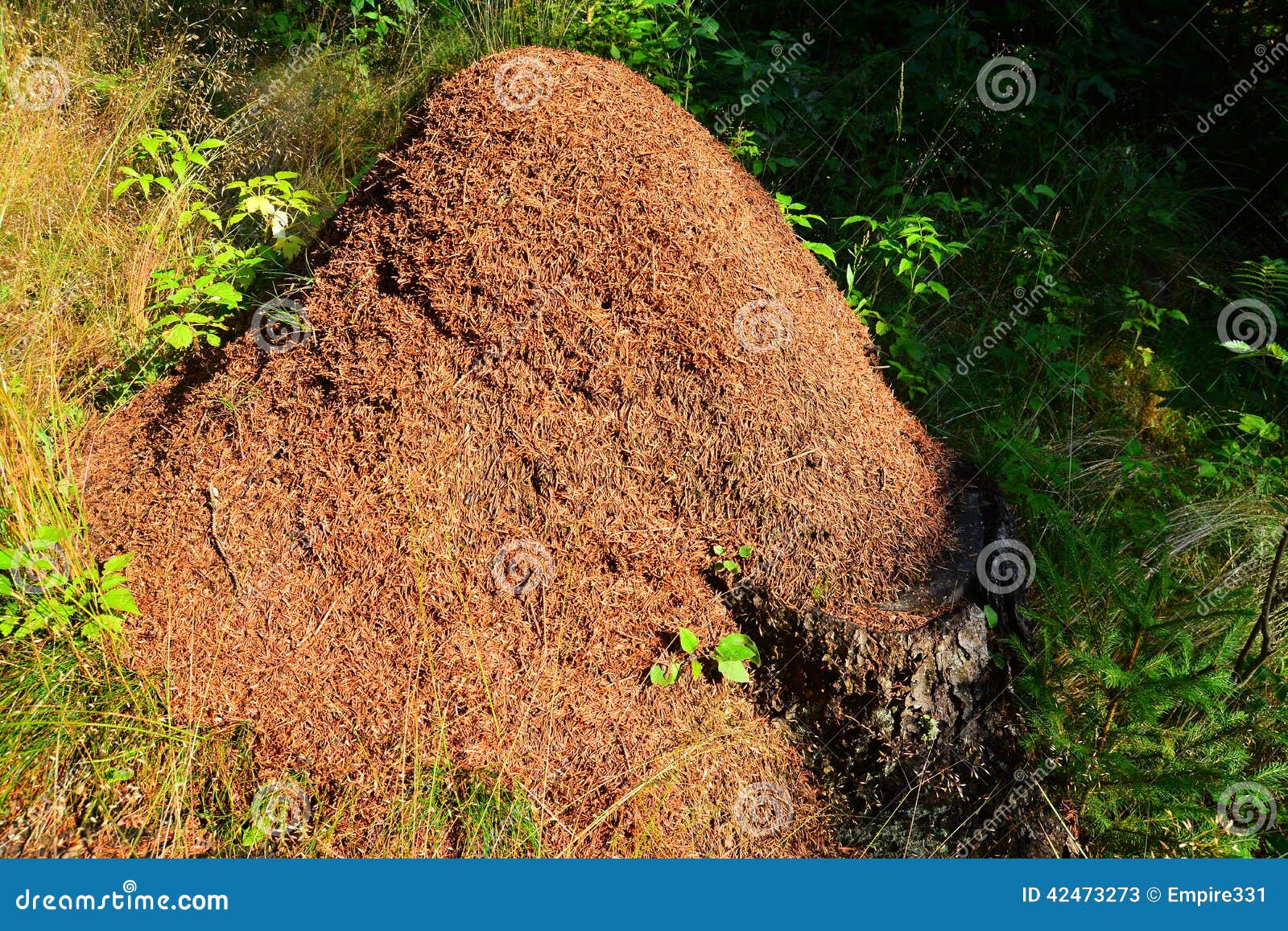Anthill stock image. Image of formicary, woods, nest - 42473273