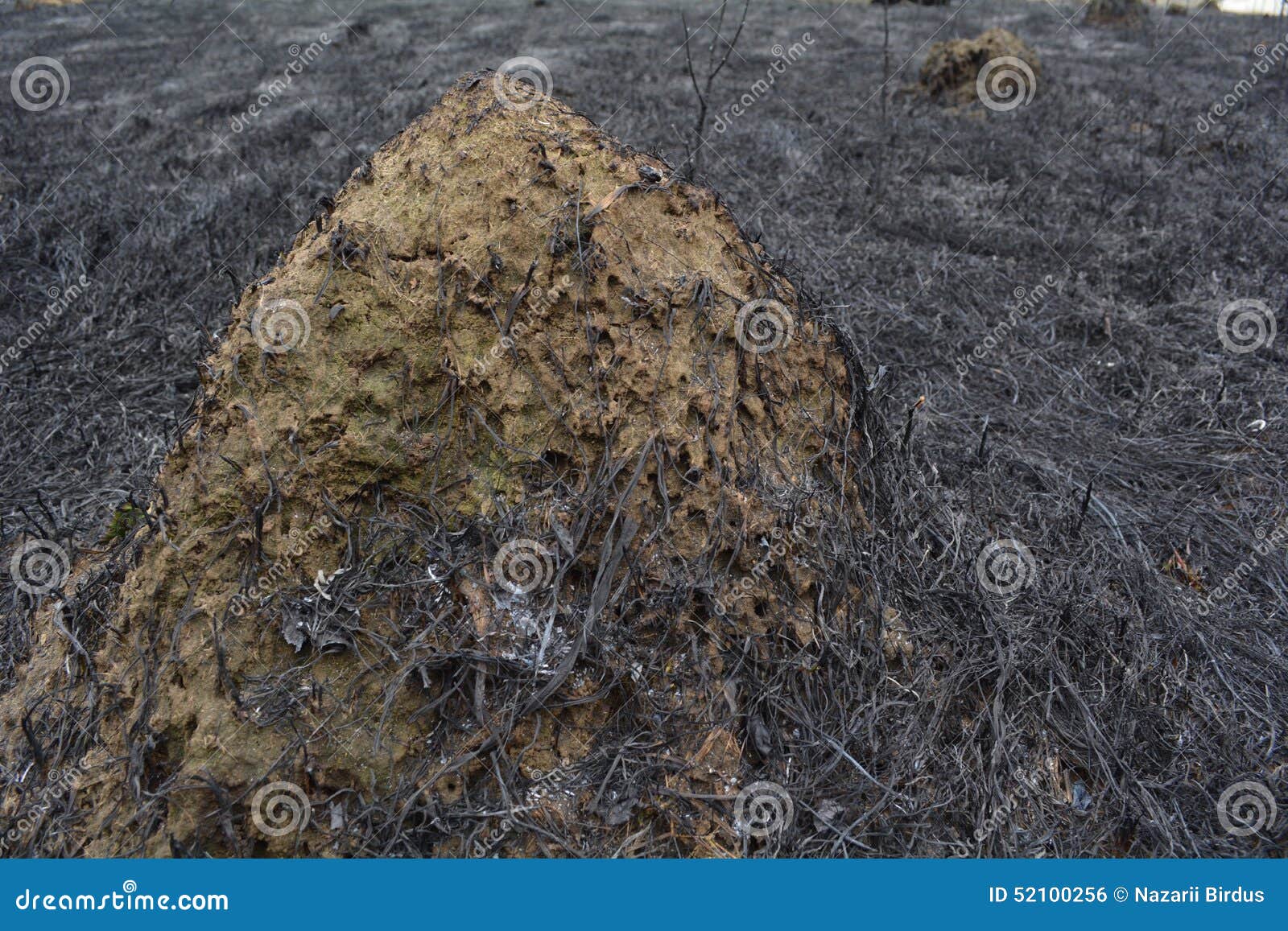 Anthill in the Burned-out Field Stock Photo - Image of burnt, field ...
