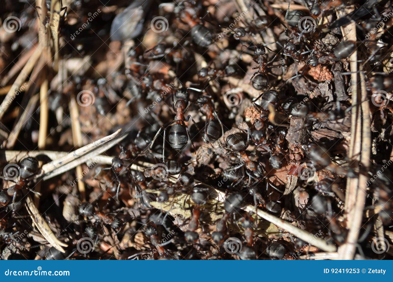 Anthill close view stock image. Image of colony, ants - 92419253