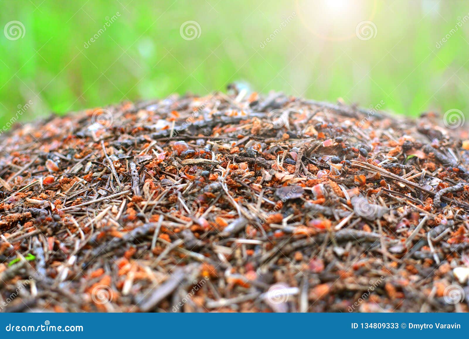 Anthill closeup. Nature. stock image. Image of forest - 134809333