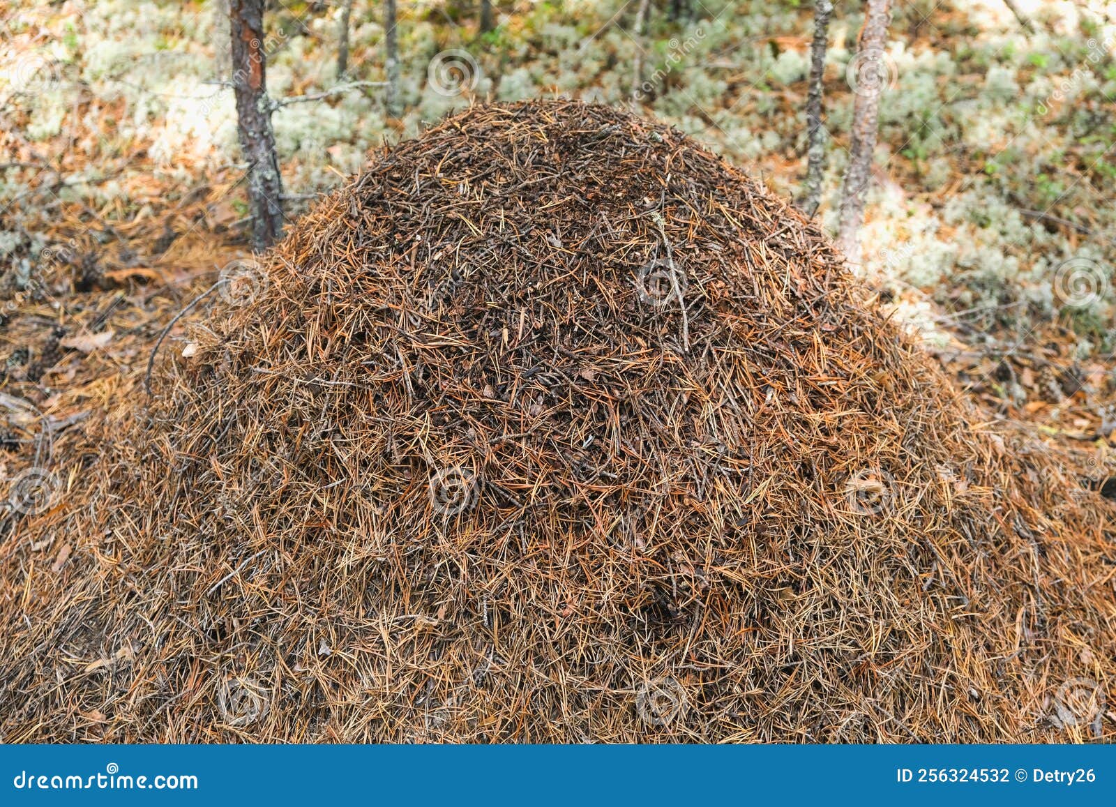 An Anthill with a Colony Ants in Close-up. an Anthill in a Pine ...