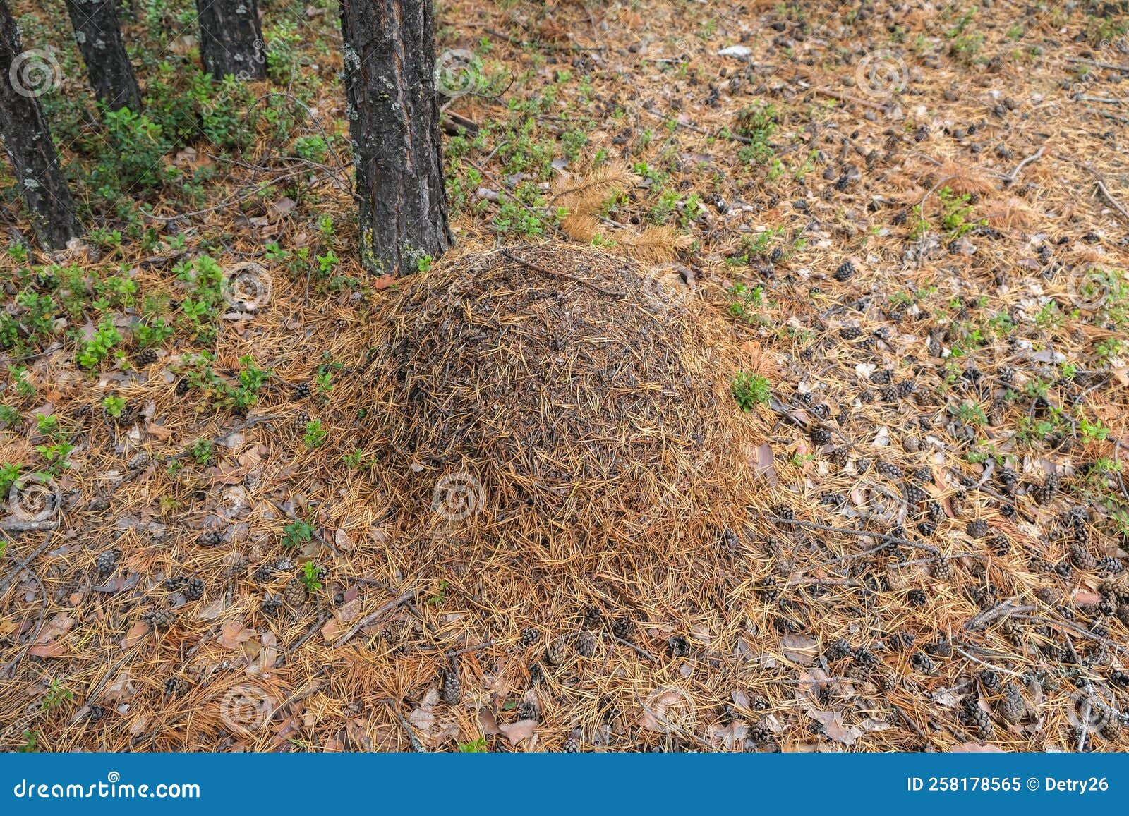 An Anthill with a Colony Ants in Close-up. an Anthill in a Pine ...