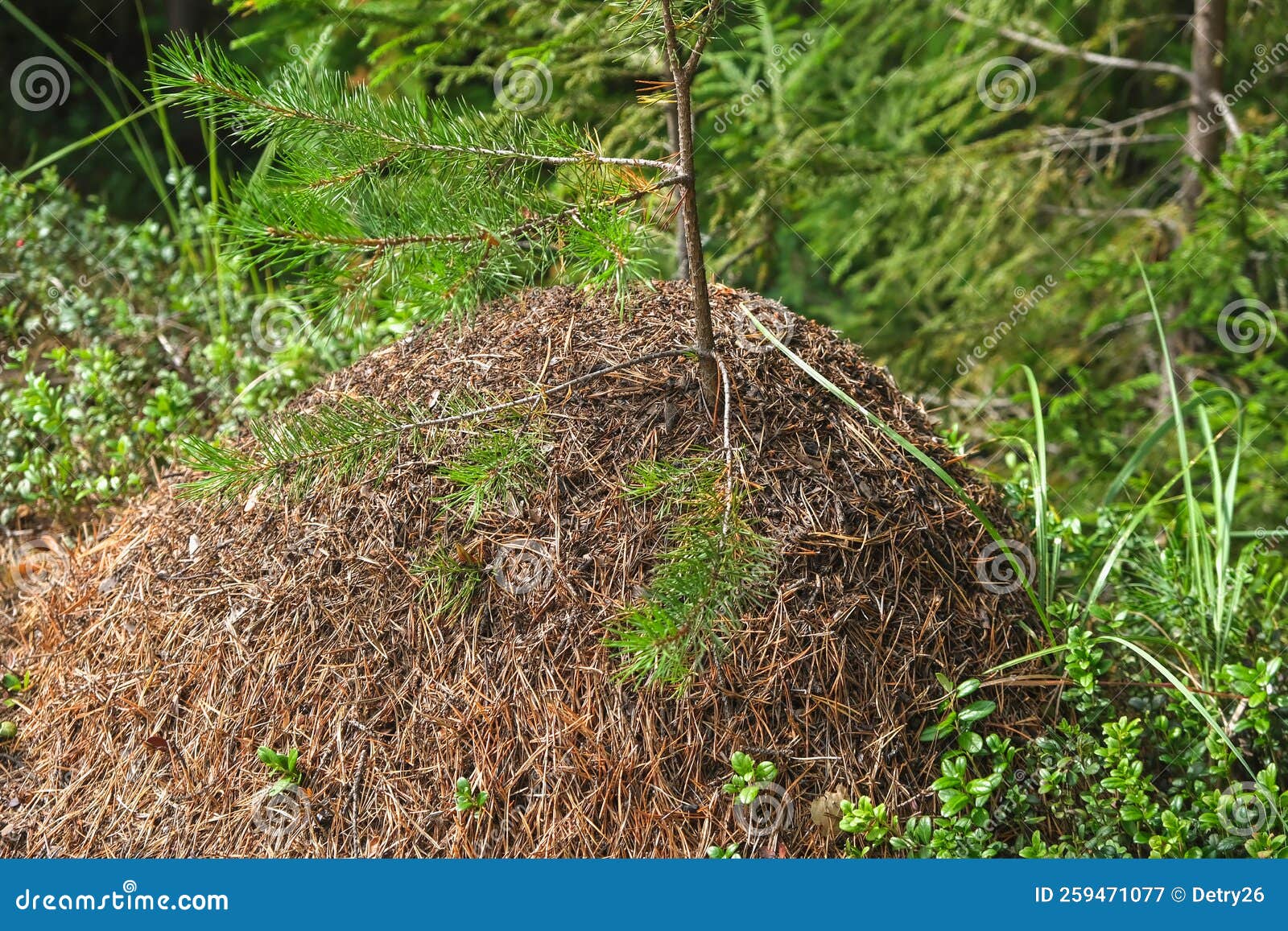 An Anthill with a Colony Ants in Close-up. an Anthill in a Pine ...