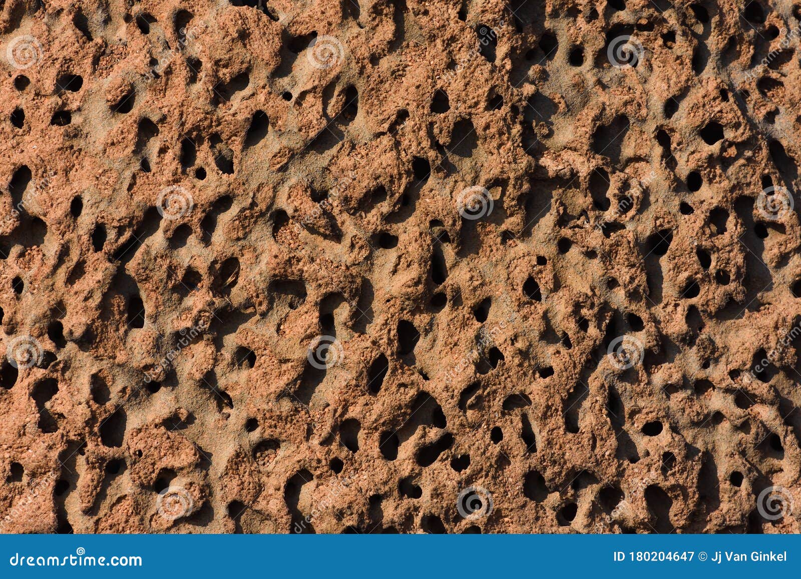 Anthill Colony Open Tunnel Complex Texture Stock Image - Image of ...