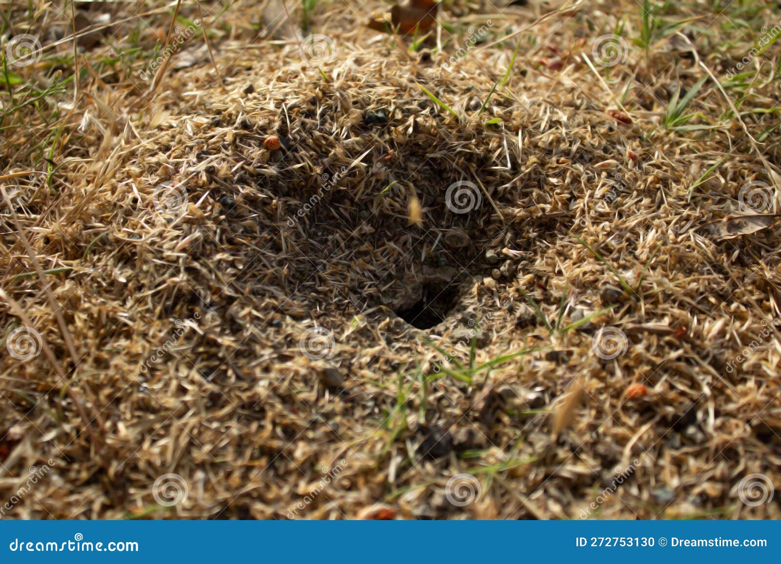 Anthill den stock photo. Image of working, grass, nest - 272753130