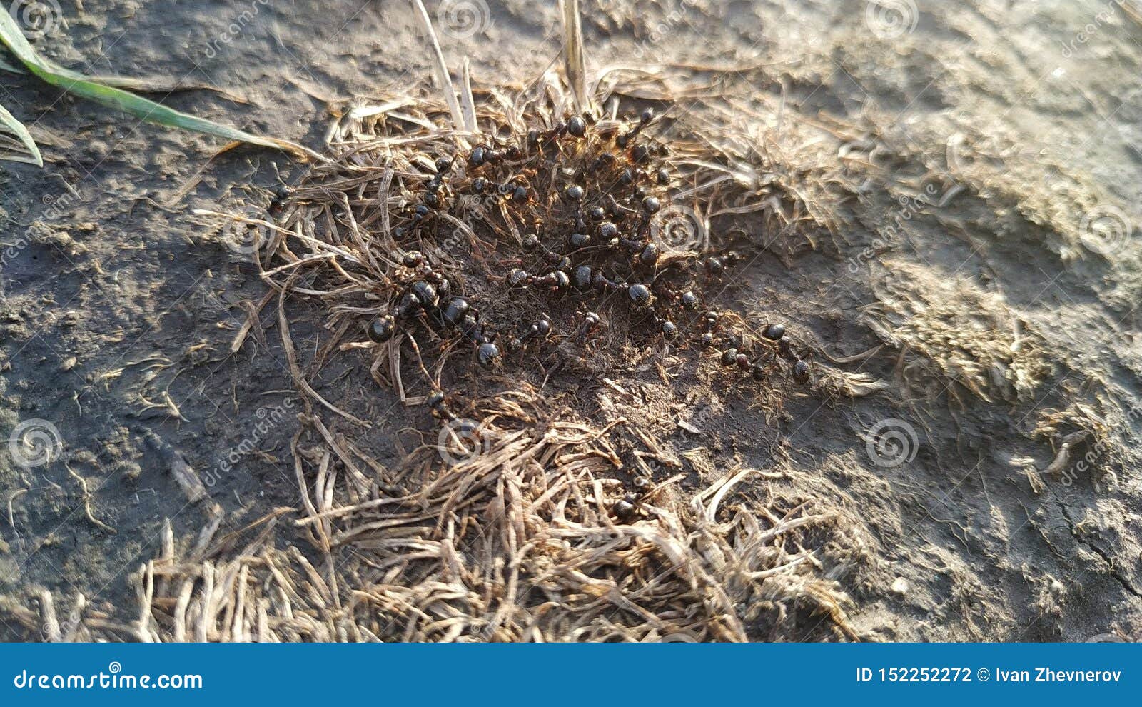 Anthill and dozens of ants stock photo. Image of morning - 152252272