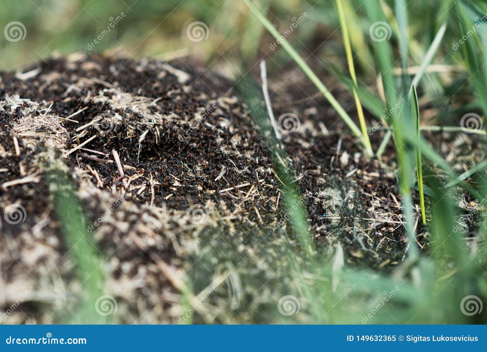 Anthill into the Earth among Soil and Green Plants Stock Image - Image ...