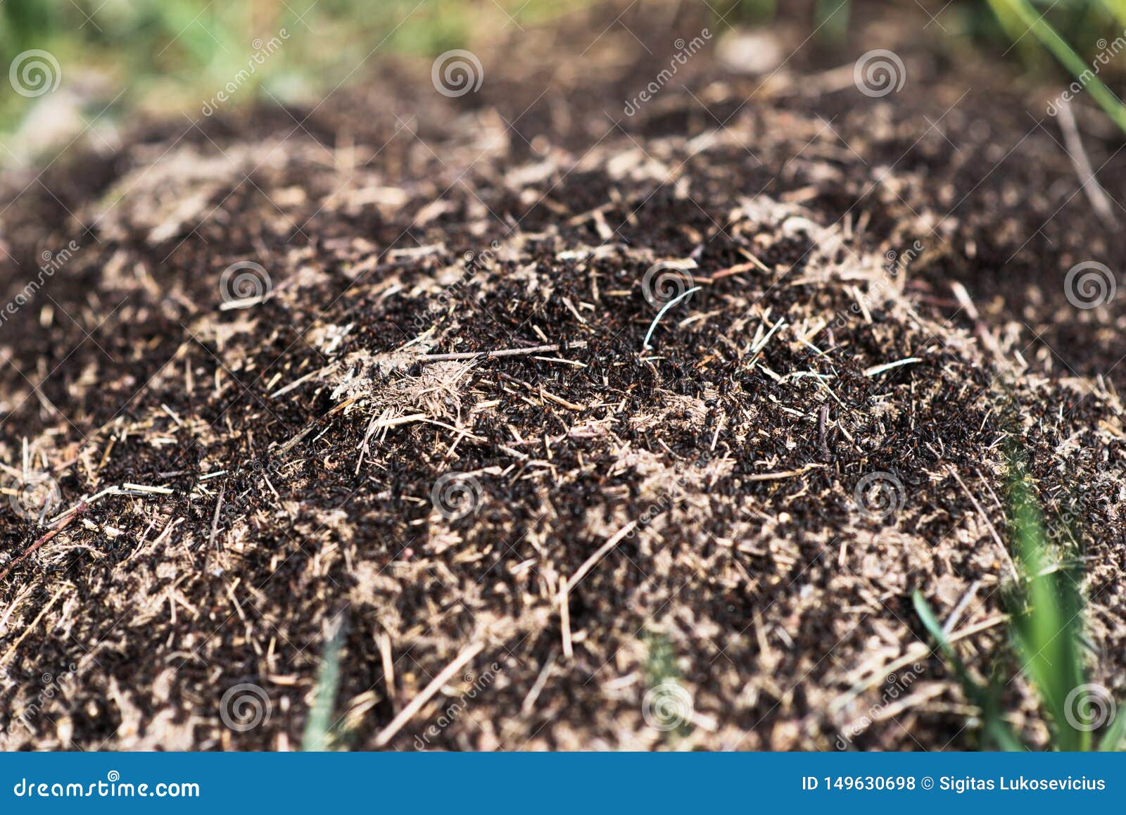 Anthill into the Earth among Soil and Green Plants Stock Photo - Image ...