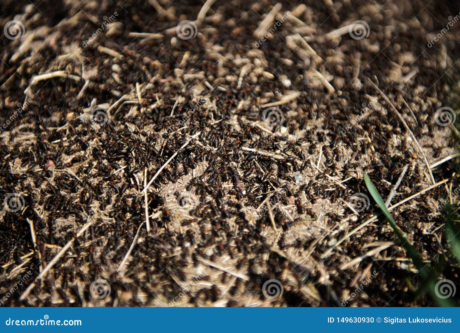 Anthill into the Earth among Soil and Green Plants Stock Photo - Image ...