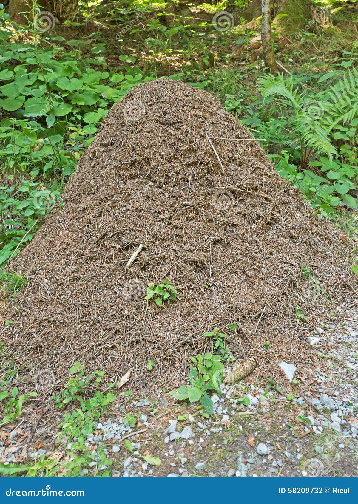 Anthill stock photo. Image of anthill, insect, needles - 58209732