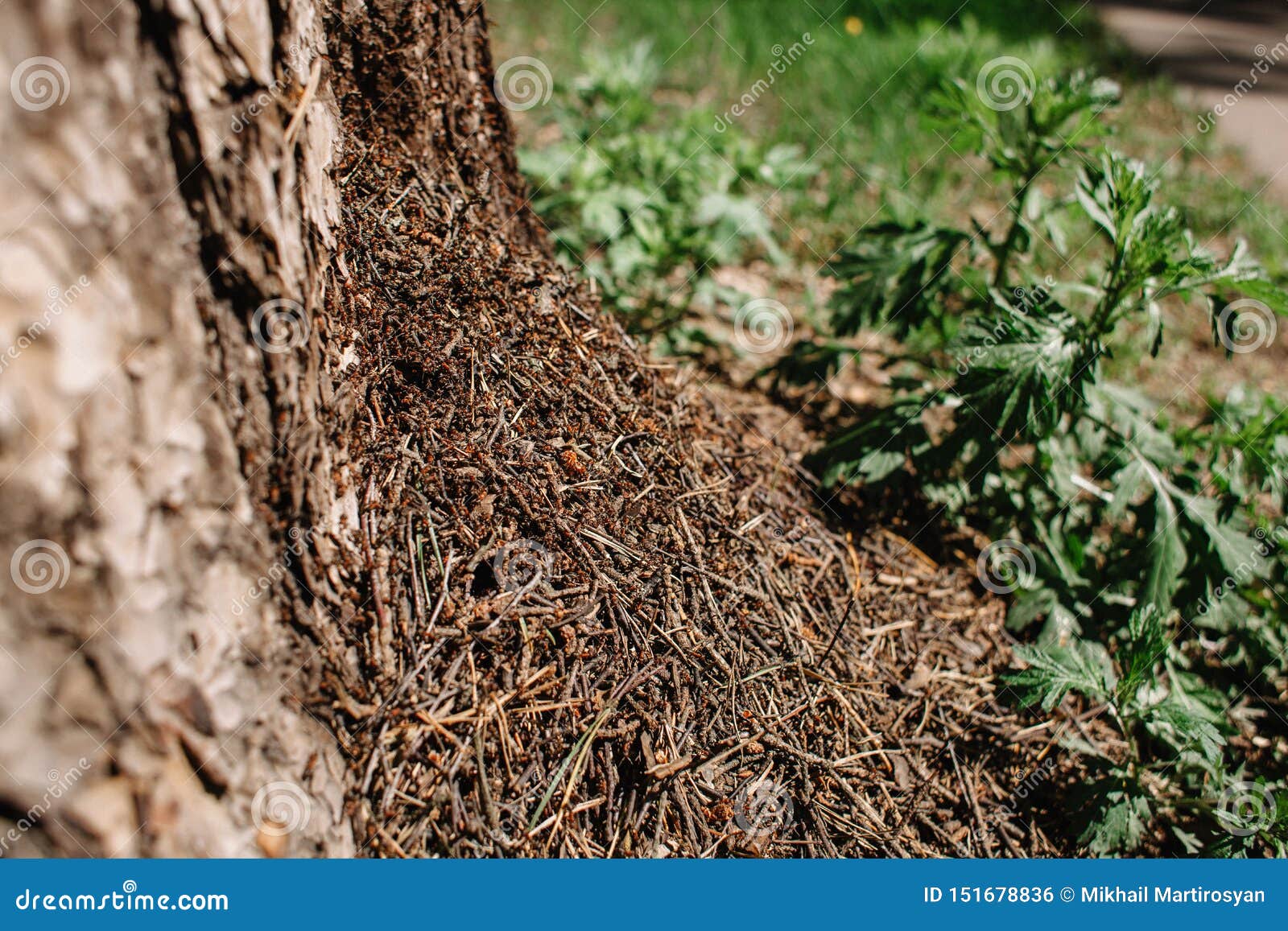 An Anthill at the Foot of a Tree in the Forest. Brown Ants on the Trunk ...