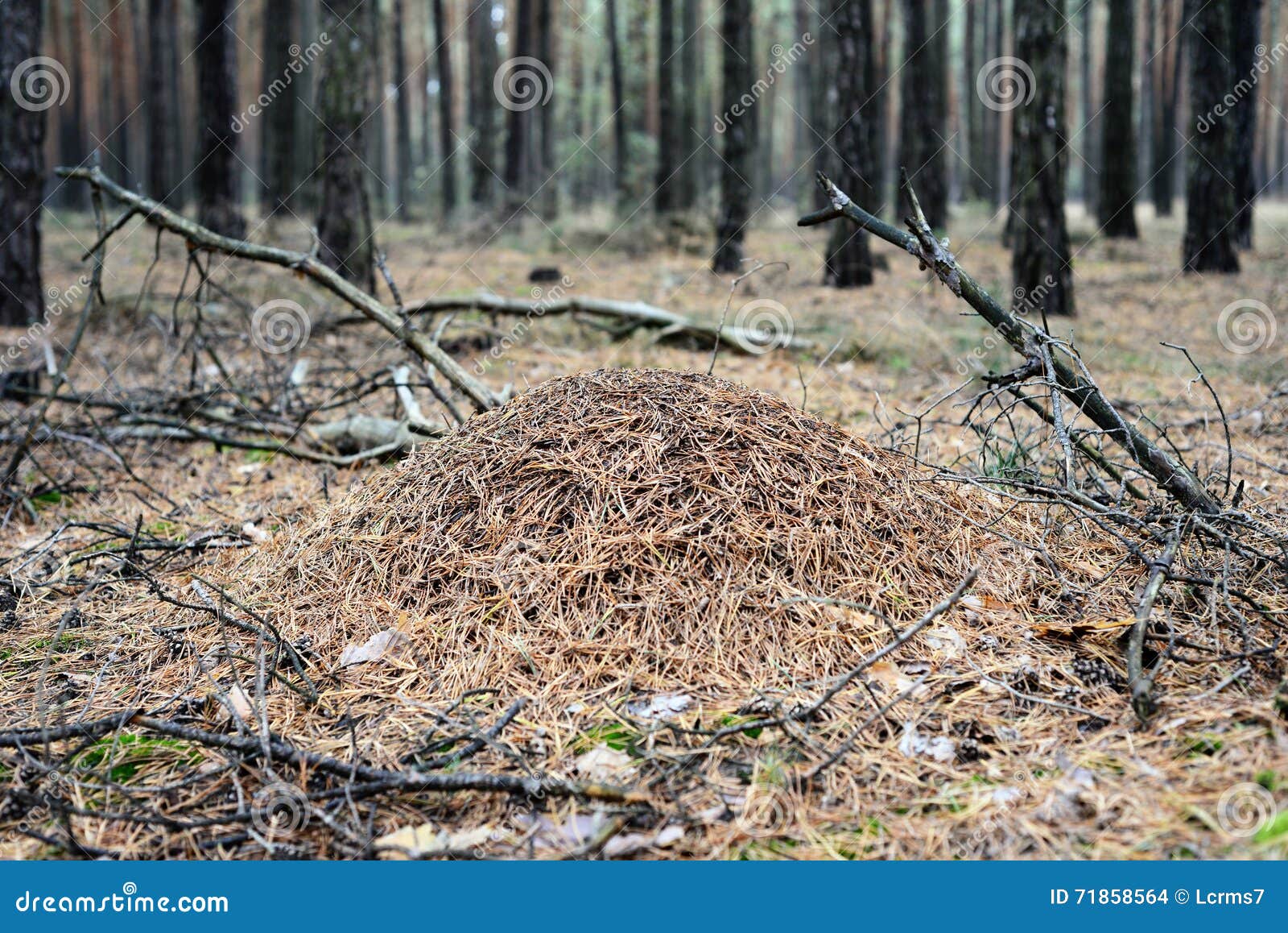 Anthill in a forest stock photo. Image of nature, forest - 71858564