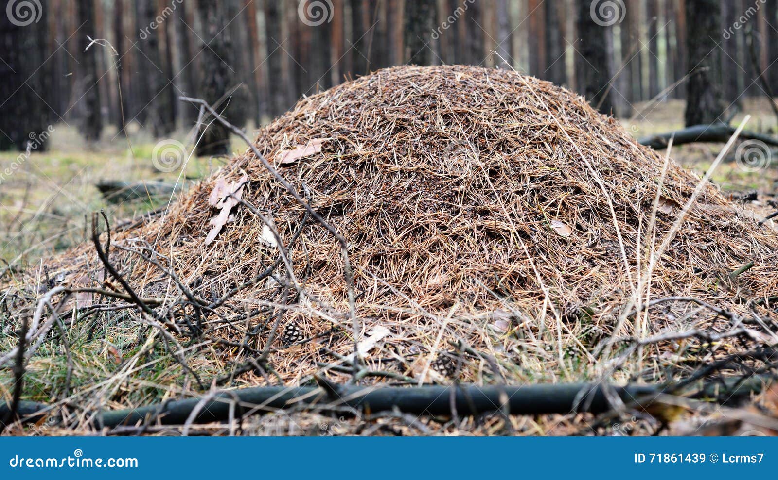Anthill in a forest stock image. Image of hill, green - 71861439