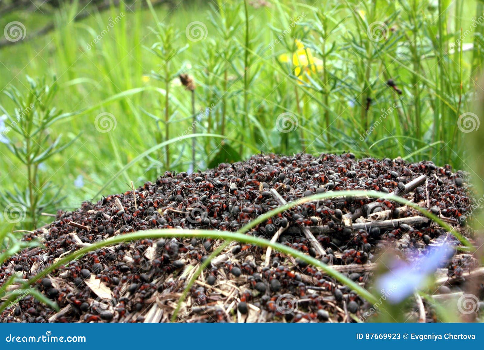 Anthill in the forest stock image. Image of natural, forestry - 87669923