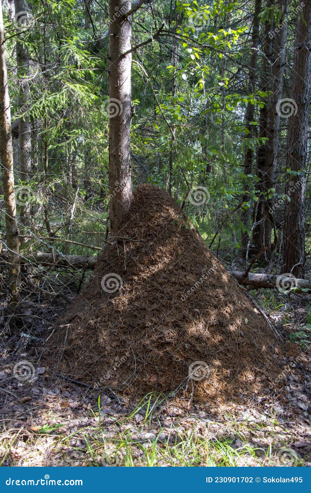 Anthill in the Forest. a Large Ant House at the Trunk of a Tree Stock ...