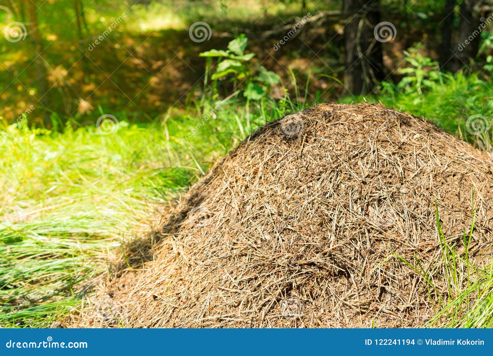 Anthill in the Forest. Large Colony of Ants Stock Photo - Image of ...