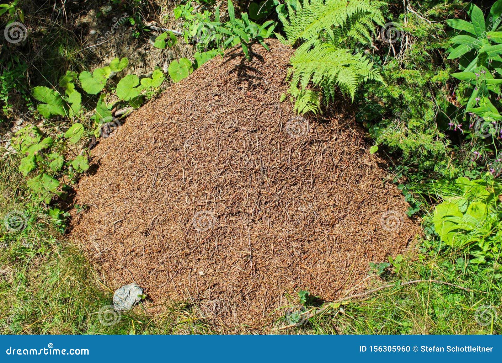 An Anthill in the Forest at Summer Stock Photo - Image of autumn ...