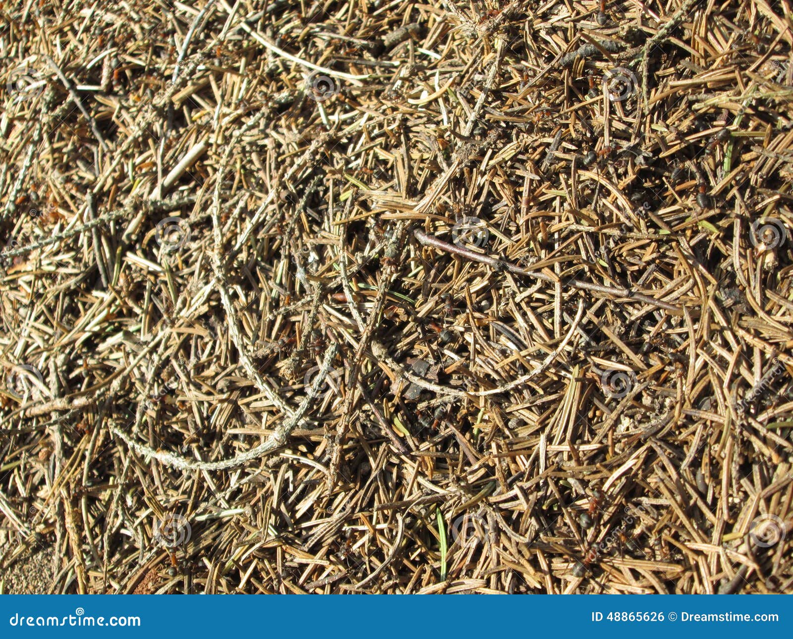 Anthill stock photo. Image of civilization, anthill, huge - 48865626