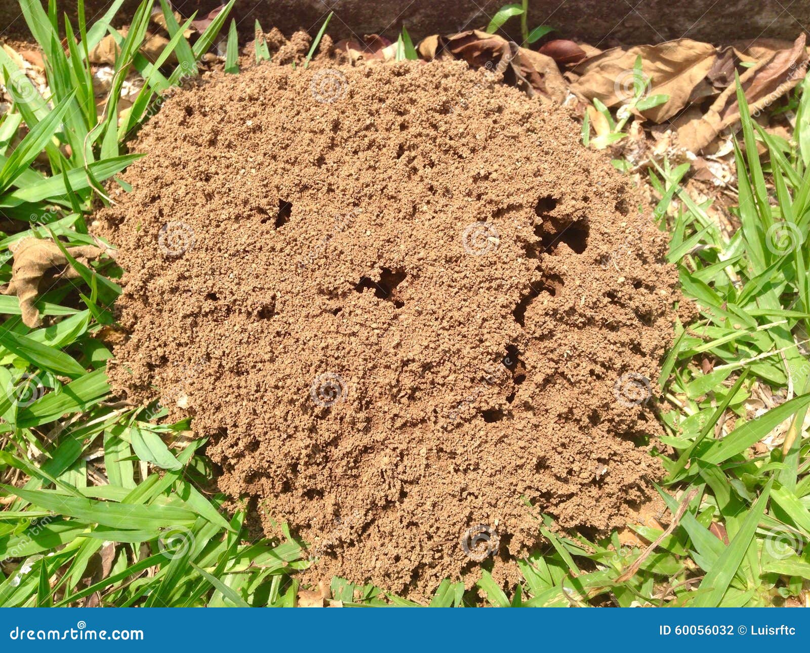Anthill stock photo. Image of ground, anthill, nature - 60056032