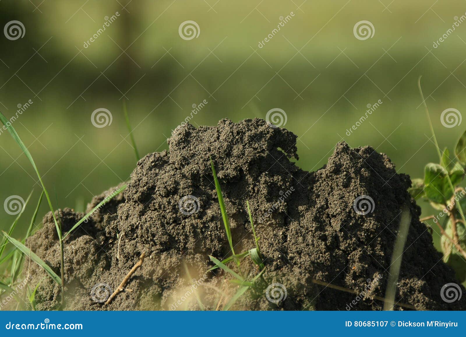 Anthill stock image. Image of soil, black, nature, grass - 80685107