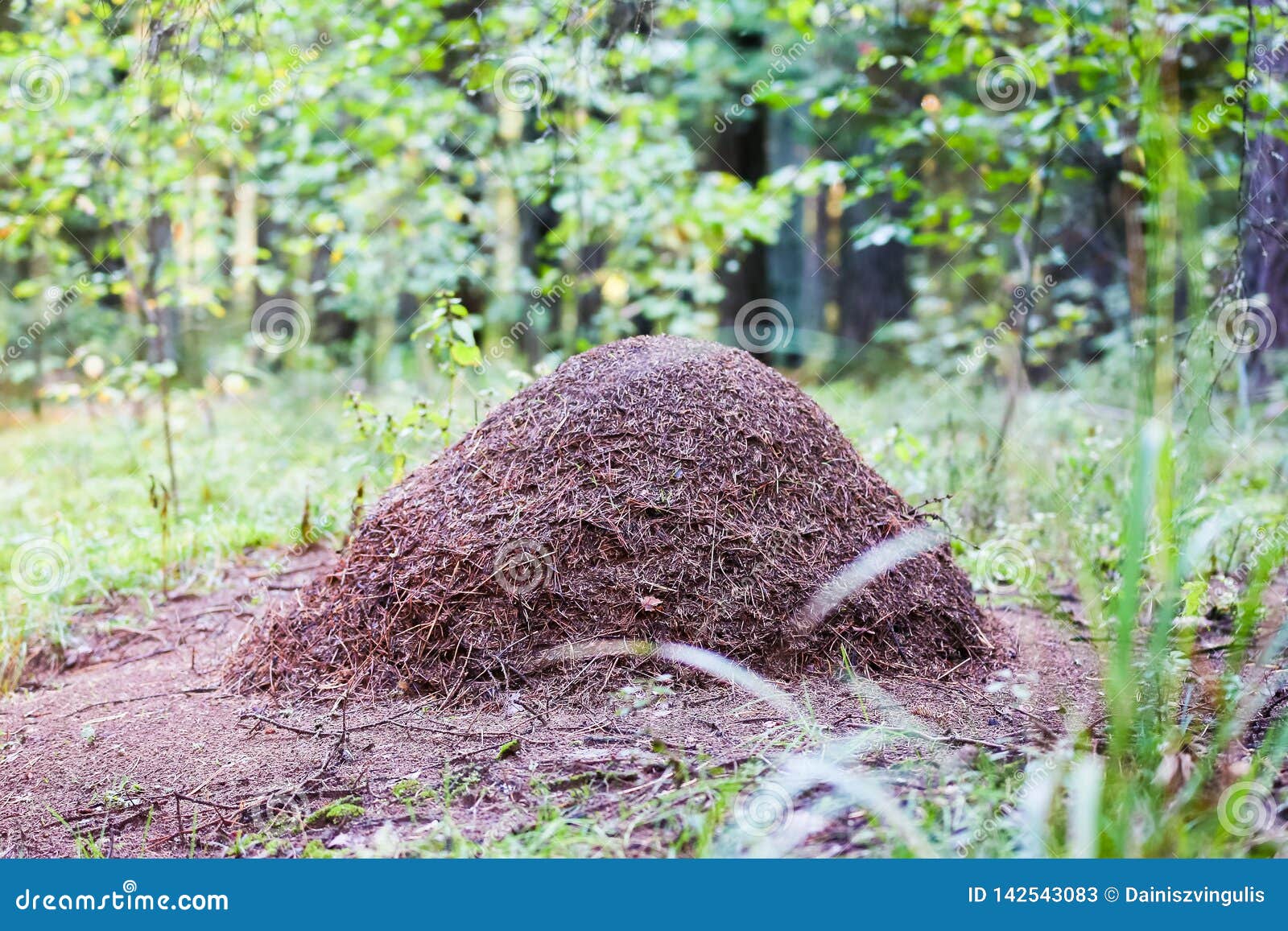 An Anthill, a Great Formation in a Forest Stock Image - Image of meets ...