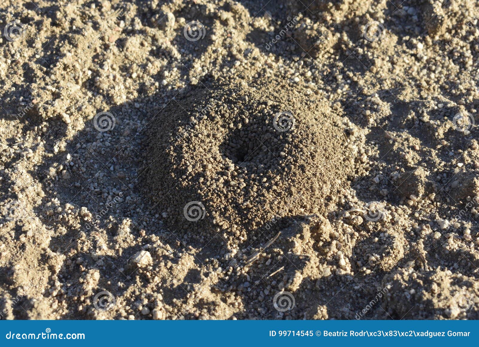 Anthill On Ground. All Ants Are Working Together. Ants At The Entrance ...