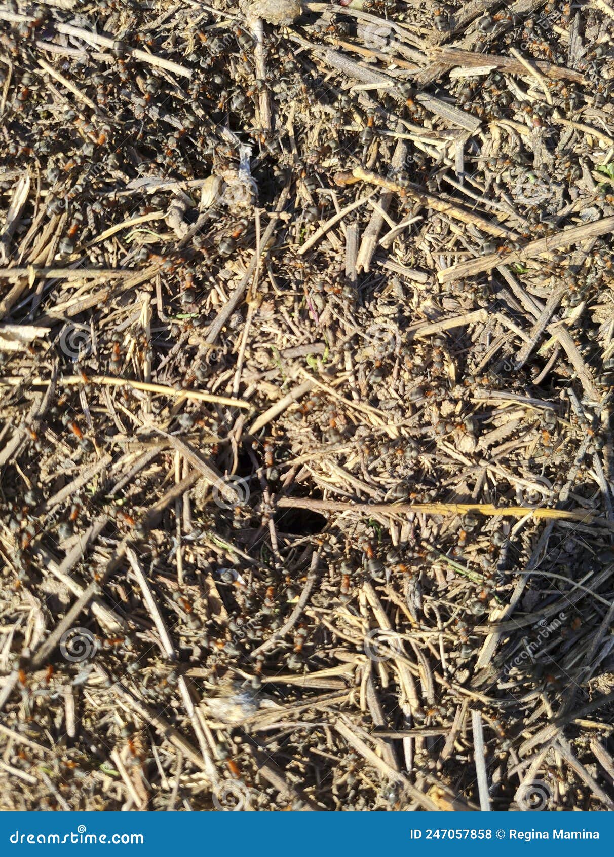 An Anthill, a House for Ants, an Insect with Paws, Claws Stock Photo ...