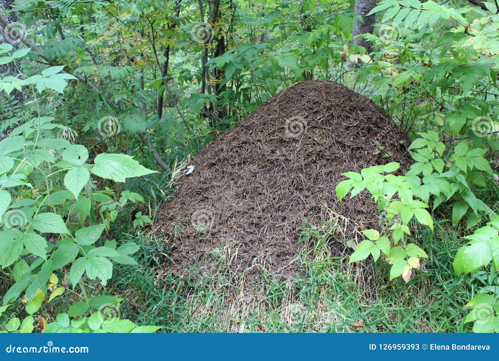The Anthills Of Forest Ants In The Woods By The Road Behind The ...