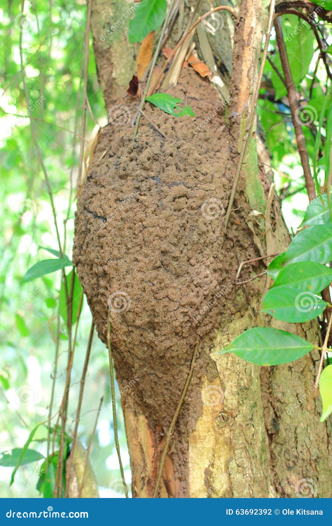 Anthill stock photo. Image of tree, anthill, local, forest - 63692392