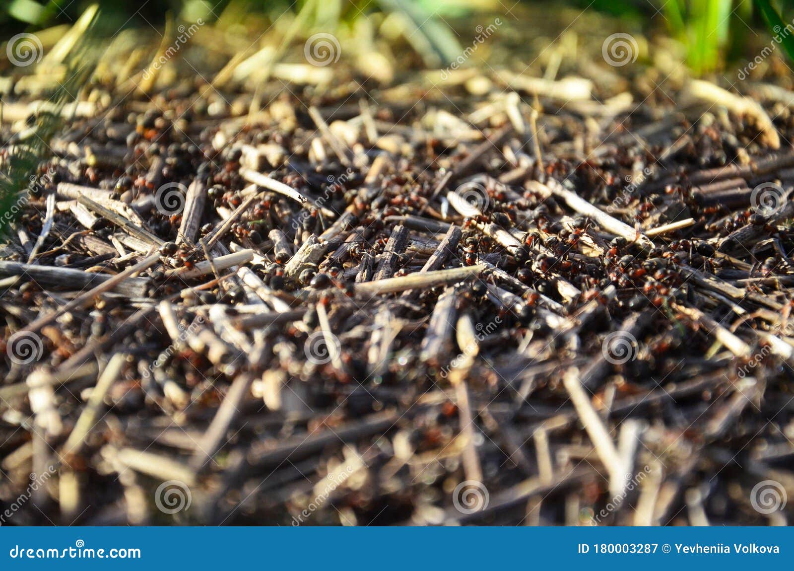 Anthill. Insects, Ants Close-up Stock Image - Image of worker, social ...