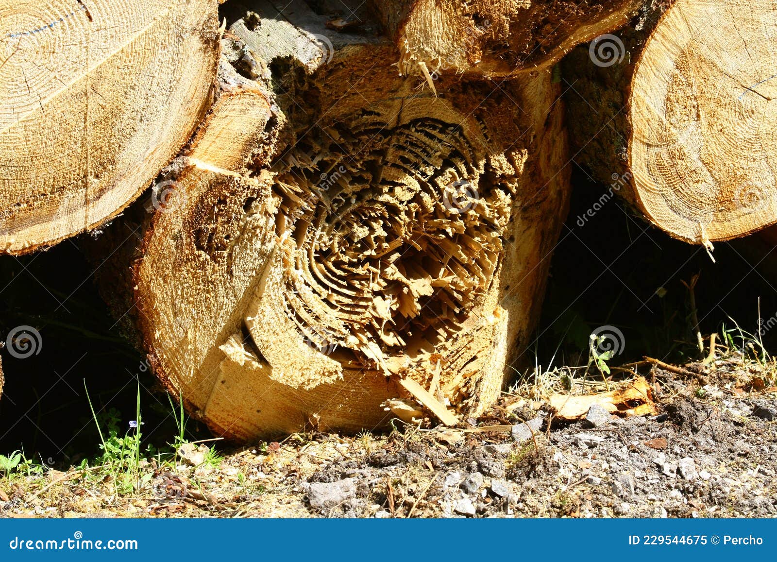 Anthill in a tree stock image. Image of paths, havoc - 229544675