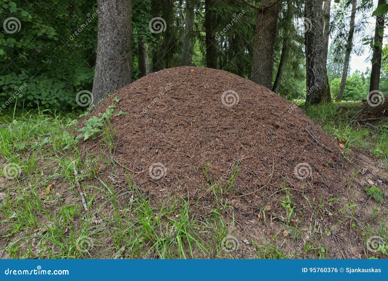 Anthill stock photo. Image of nature, trunk, landscape - 95760376