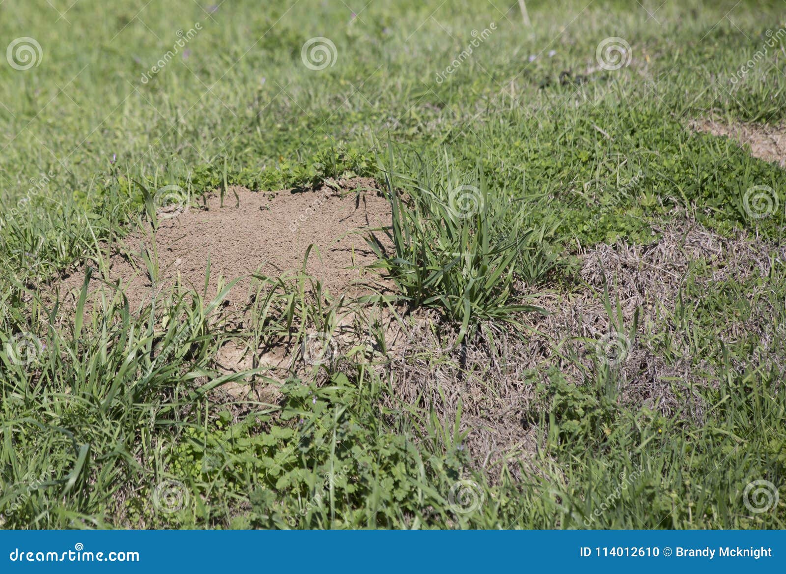 Anthill on a Lawn stock photo. Image of ground, heap - 114012610