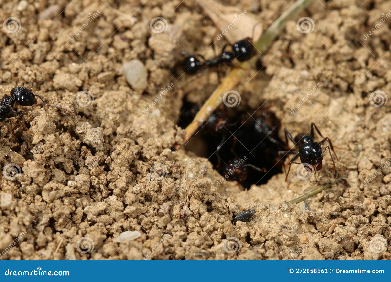 An Anthill Macrophotography Whit an Ant Watching You Stock Photo ...