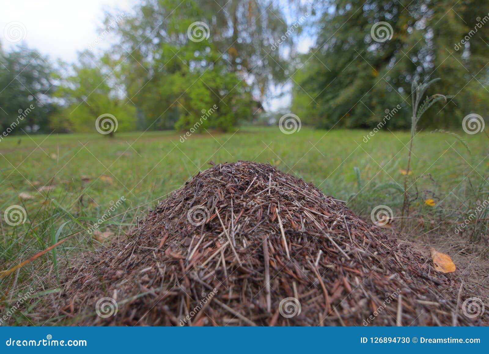 Anthill in motion stock photo. Image of hill, pile, anthill - 126894730