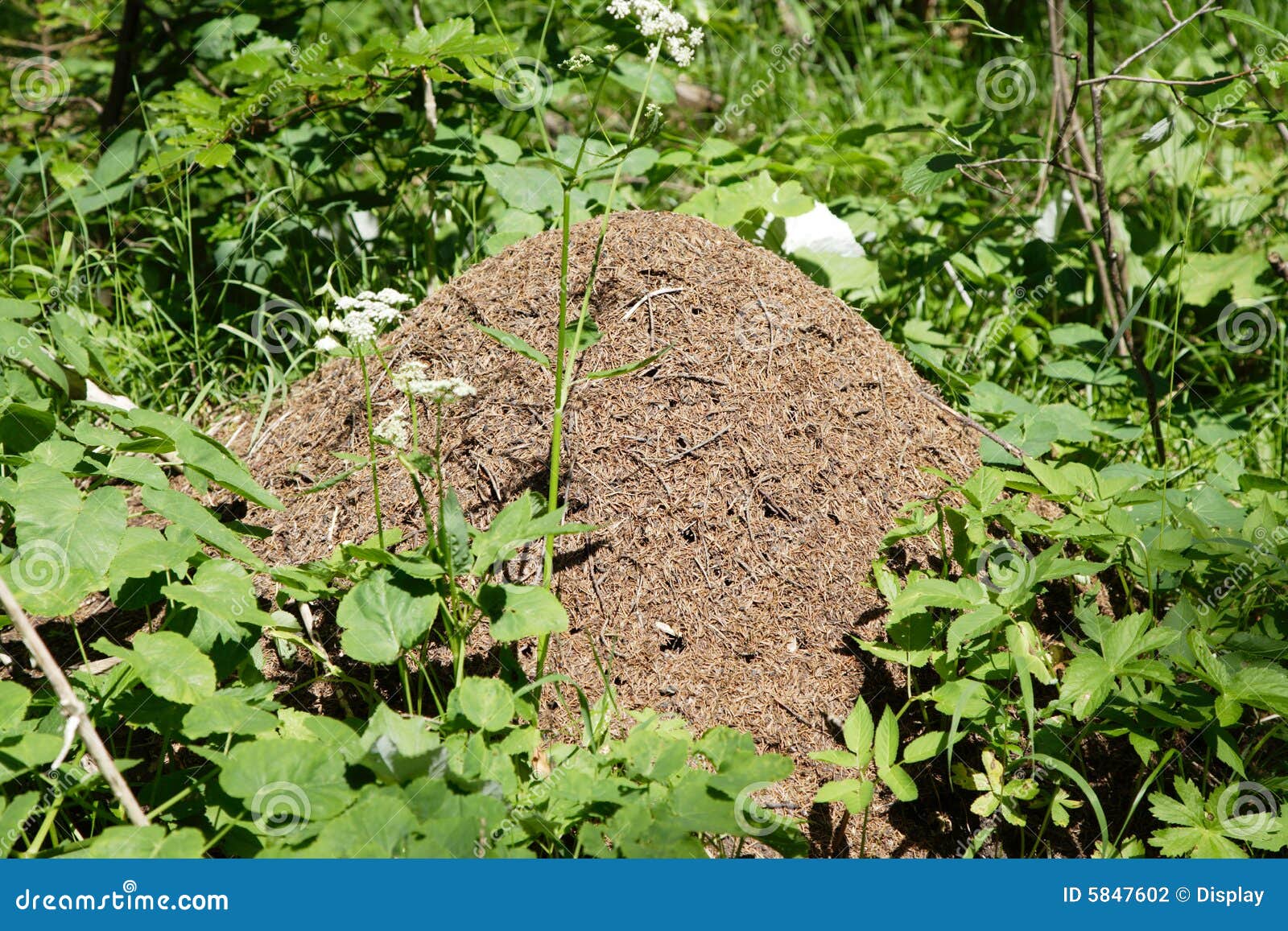 Anthill in nature stock photo. Image of mother, color - 5847602